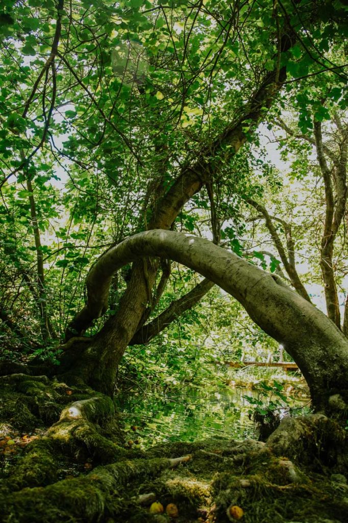 Krka Tour from Split–Enjoy Krka Waterfalls with Trogir Town - Sugaman Tours